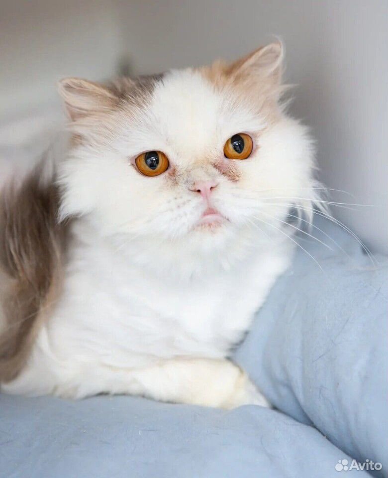 Персидская
