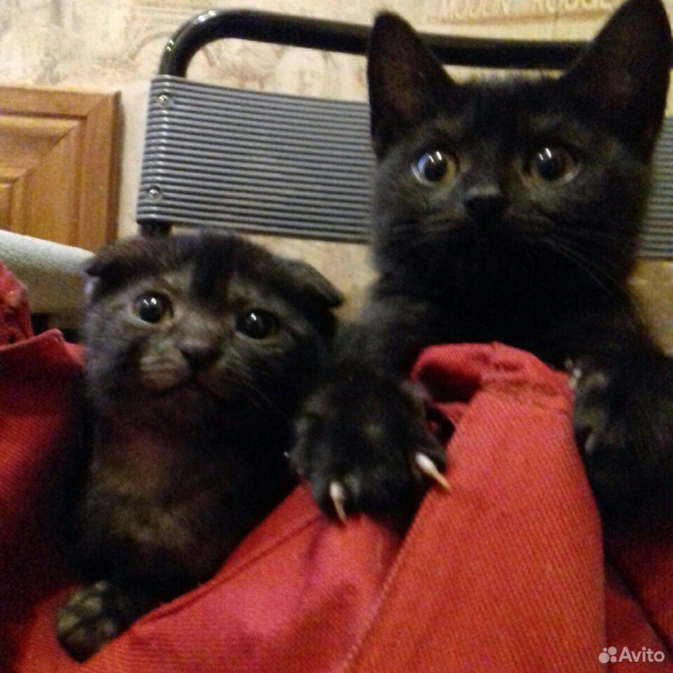 Шотландские котята и бурмиллы