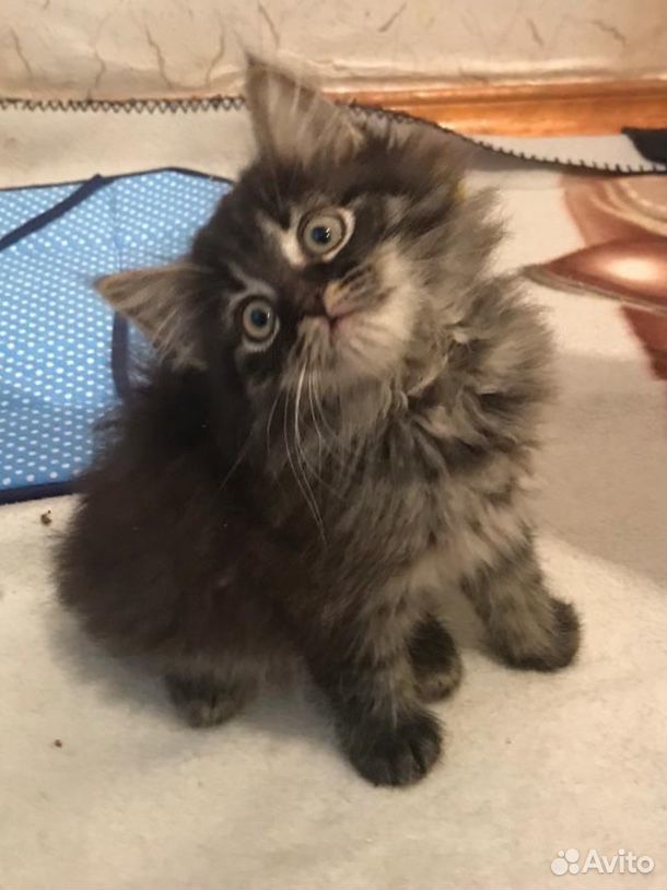 Пушинка ищет дом