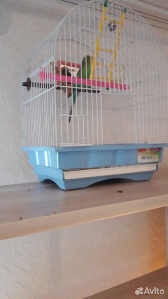 Попугай Белла