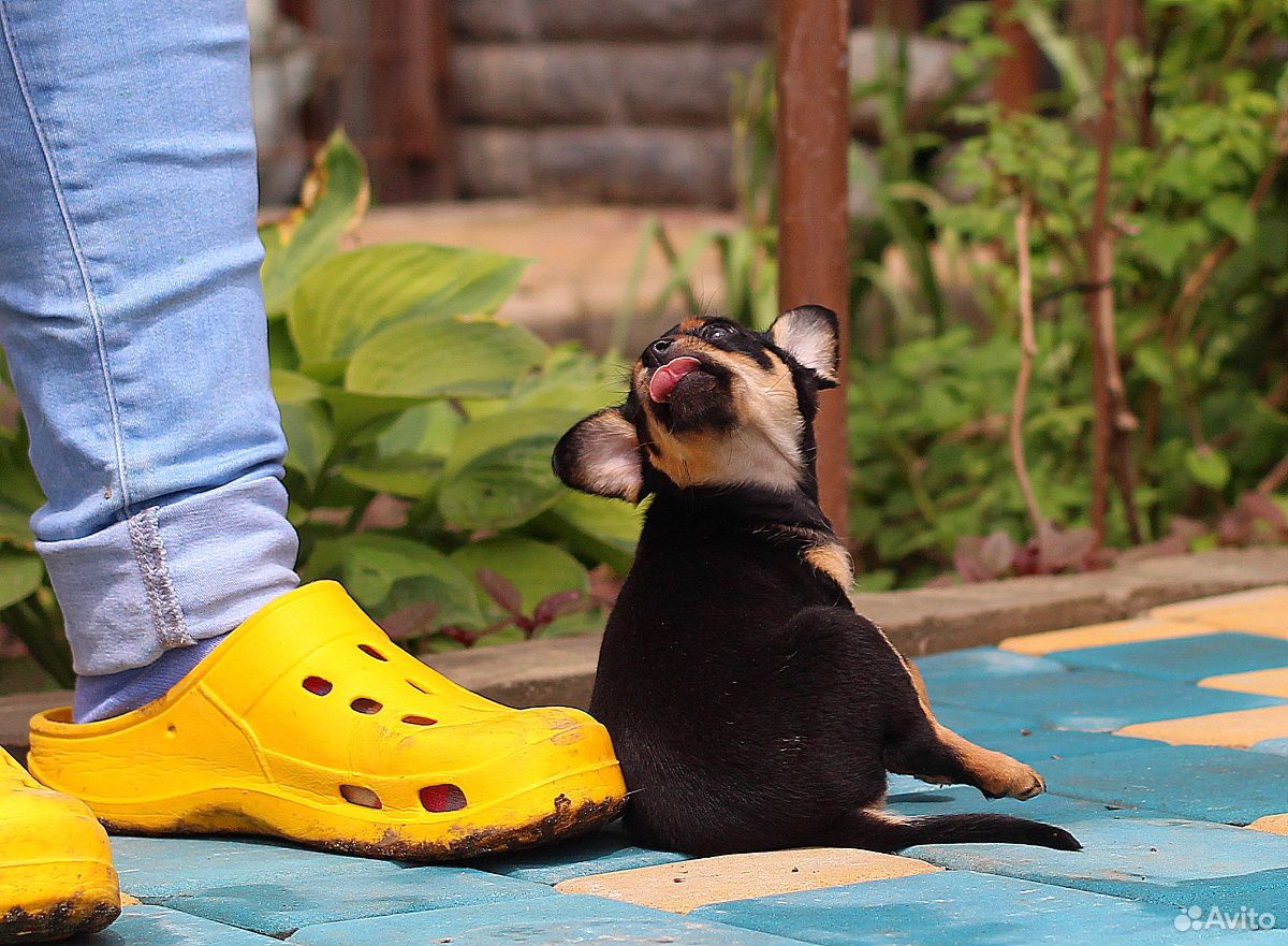 Чёрная обезьянка