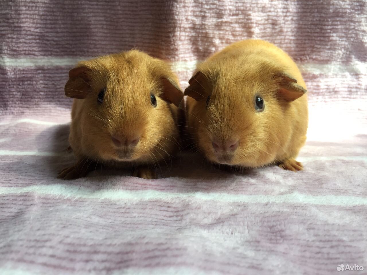 Морские свинки английский селф мальчики