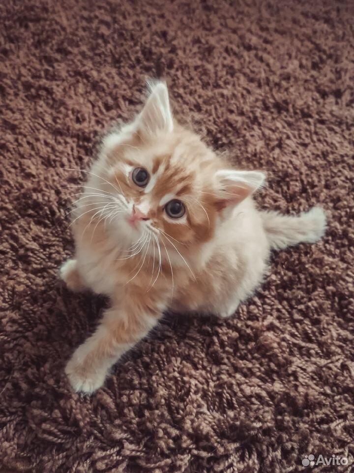 Маленький Симба