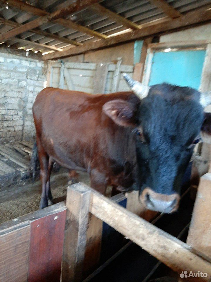 2 бычка 1 телочка
