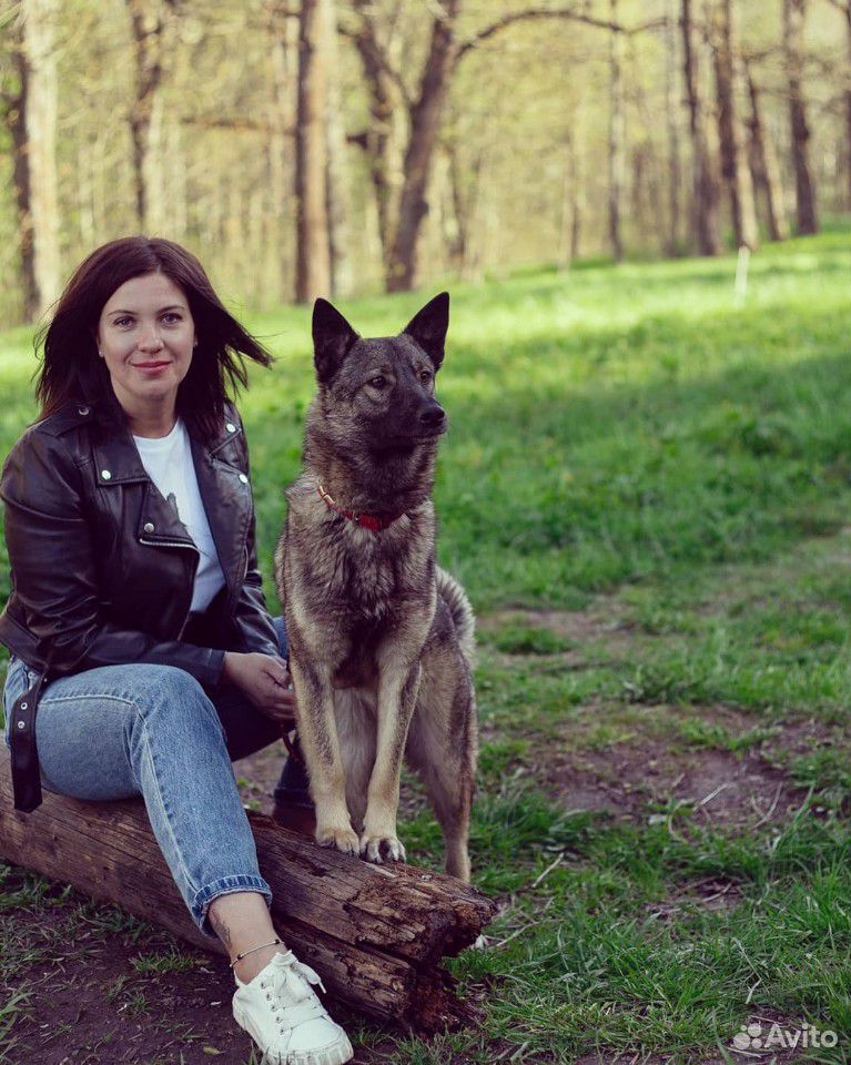 Собака в дар