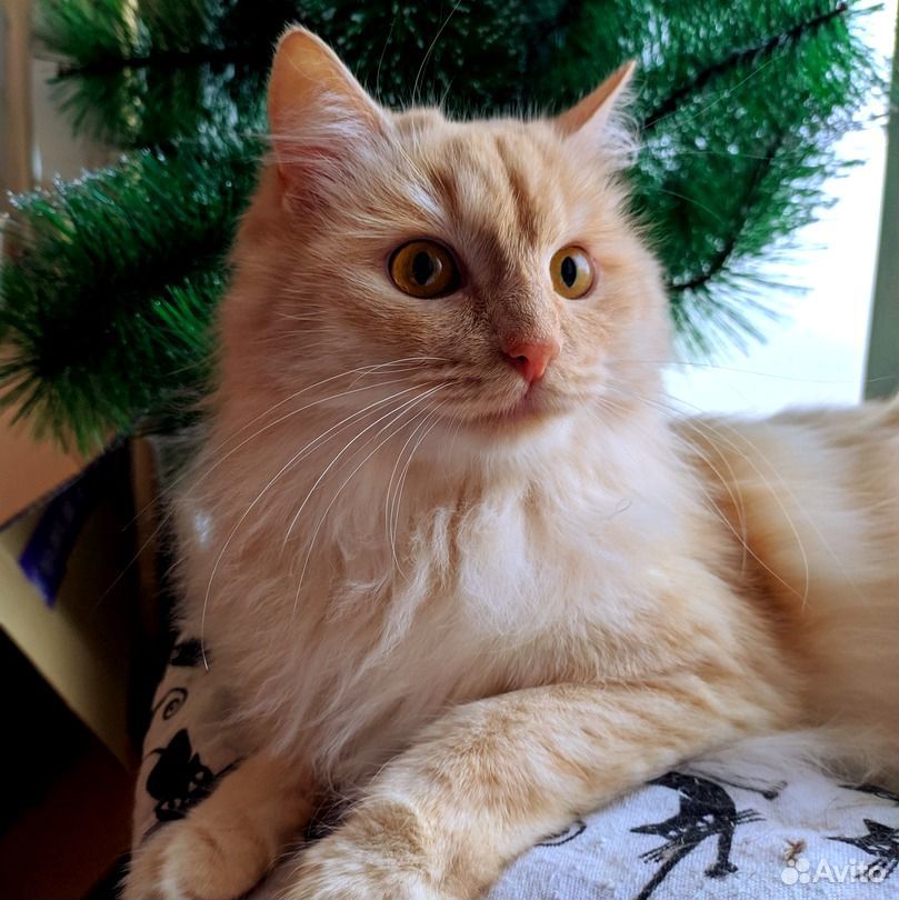 Кошечка Белка, 1.5 года (из приюта)