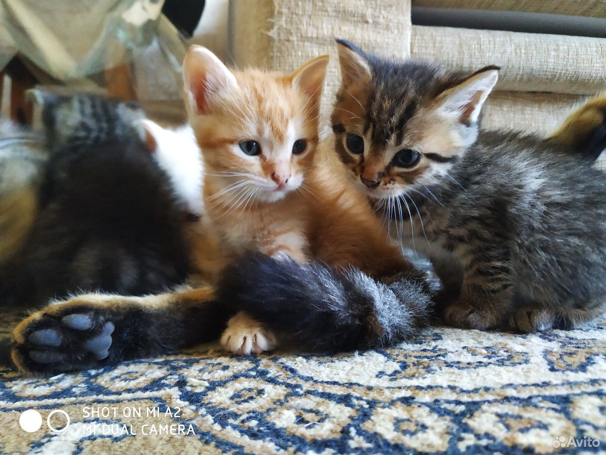 Котята мышеловы