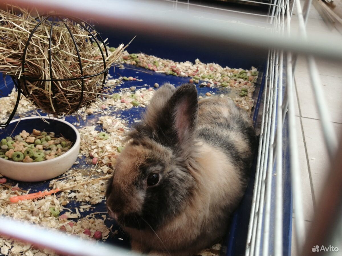 Кролик Сёма