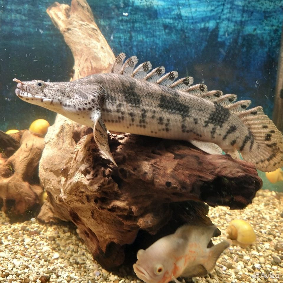 Продам полиптеруса