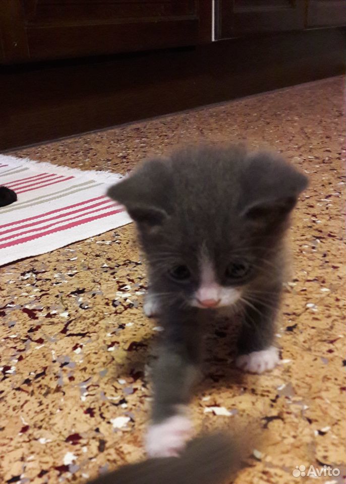 Котик-отличник)