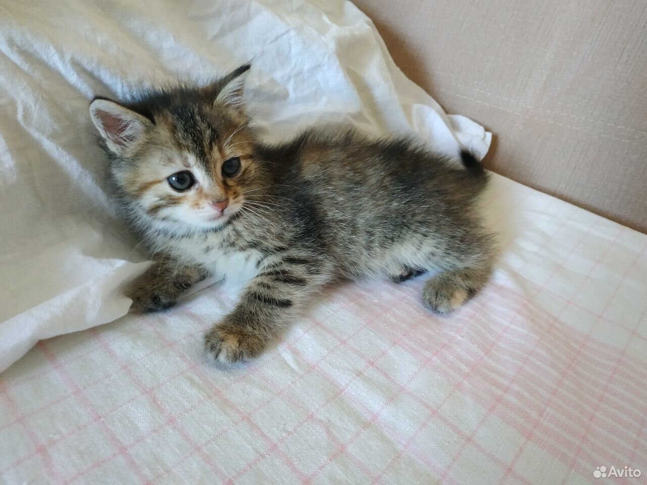 Котёночек ищет хозяев