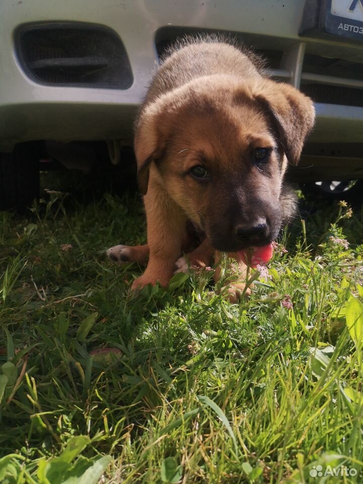 Щенок - мама помесь литовской гончей с овчаркой