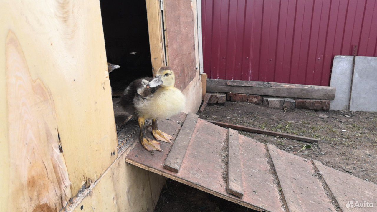 Утята индоутки