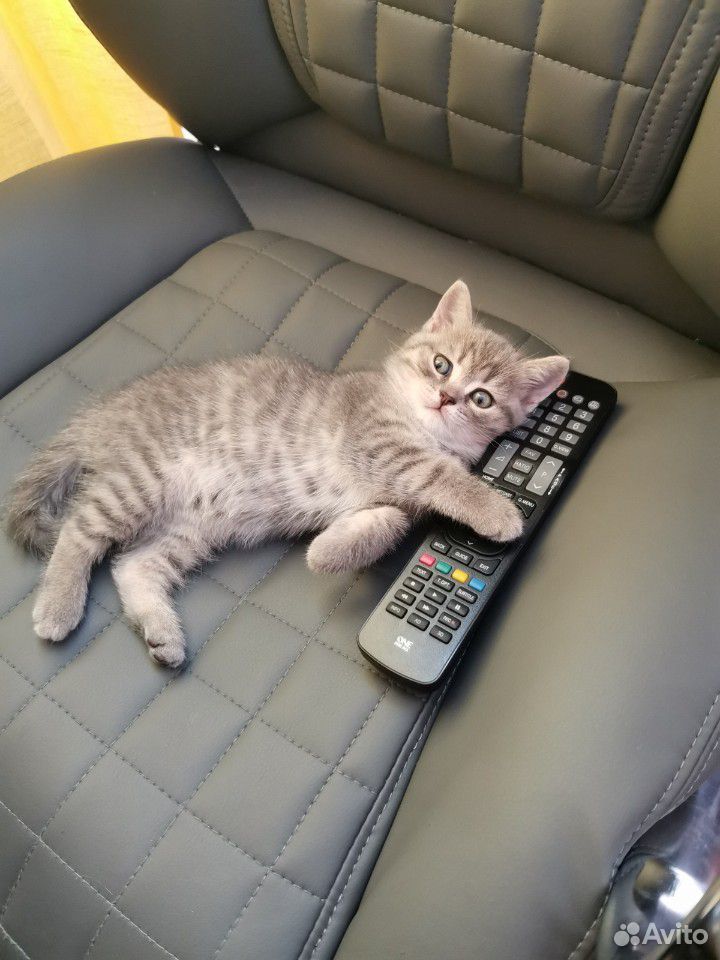 Британский котенок