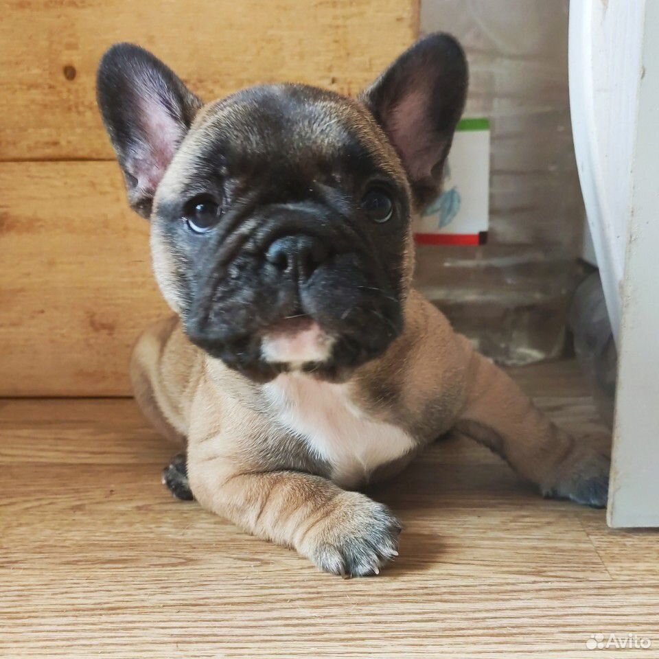 Французский бульдог