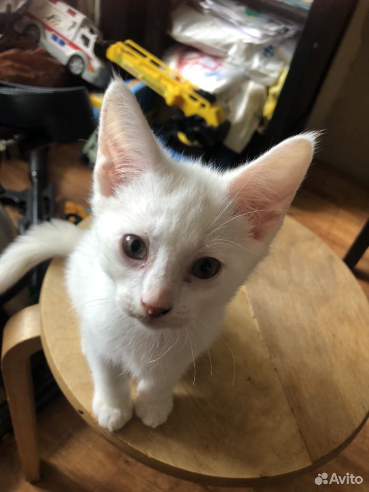 Котики