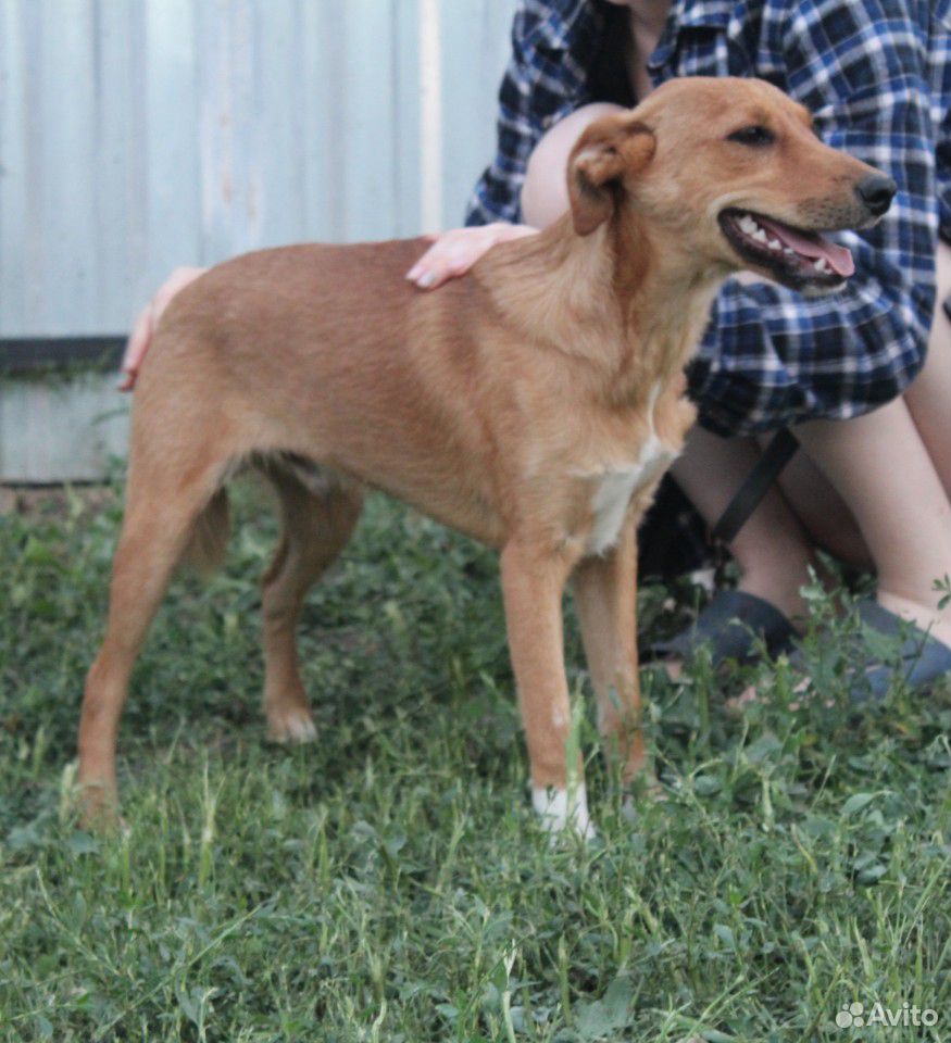 Щенок подросток Барни в добрые руки