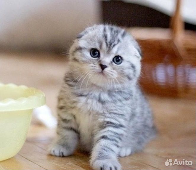 Вислоухий котенок вискас Лиам
