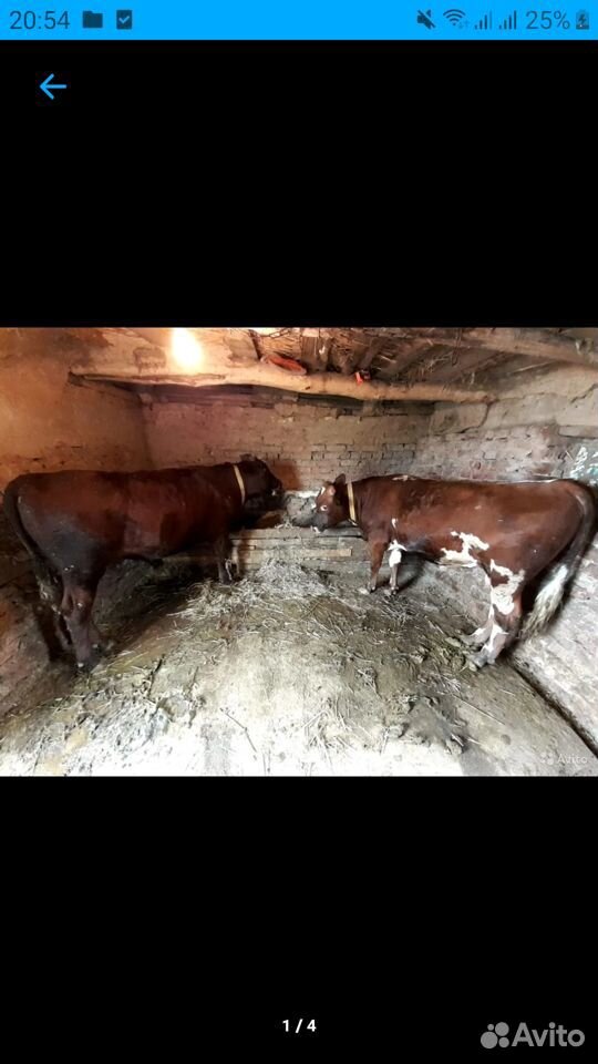 Быки упитаные 1,5 годика