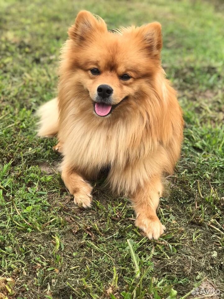 Шпиц вязка (кабель)