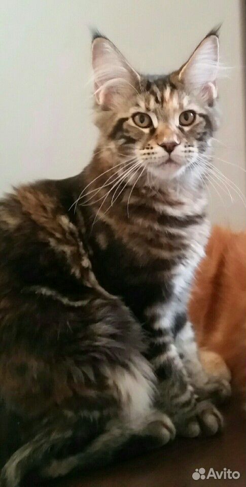 Кошки