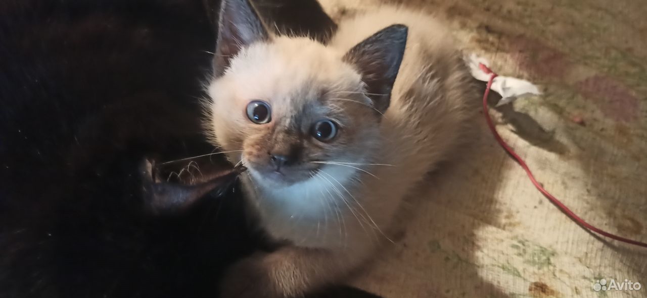 Котик - 2 месяца