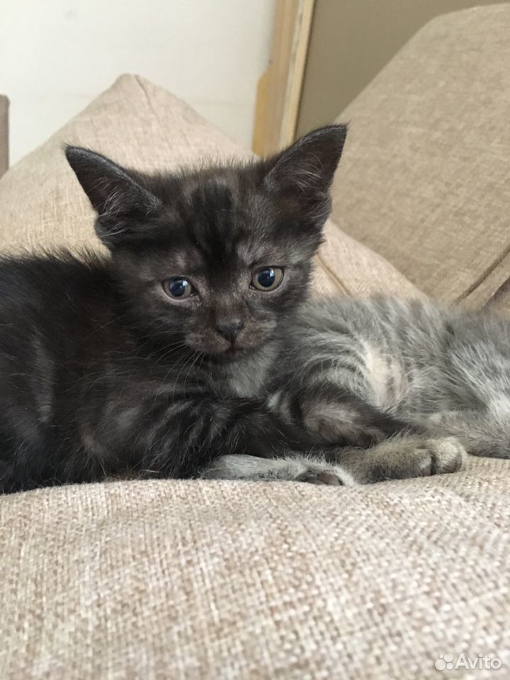 Котёнок