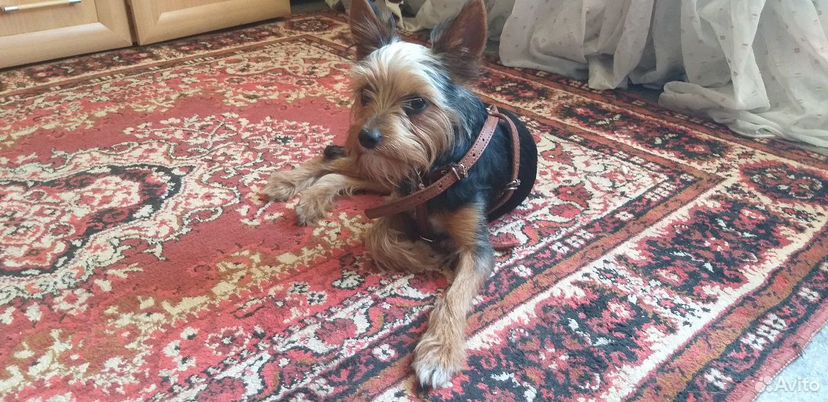 Йоркширский терьер