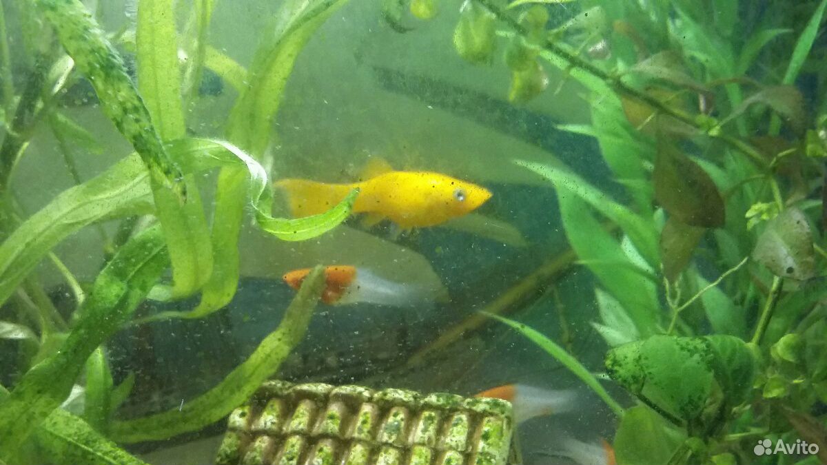 Желтые моллинезии