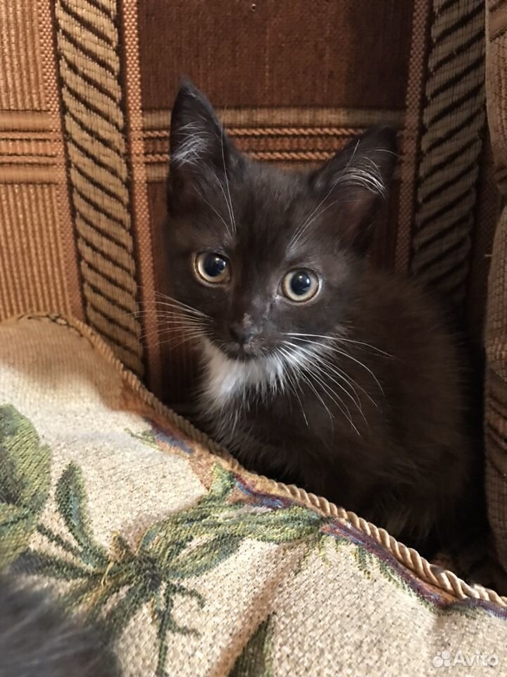 Котёнок девочка бесплатно