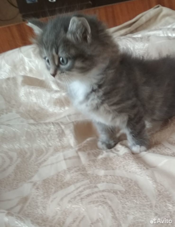 Котёнок
