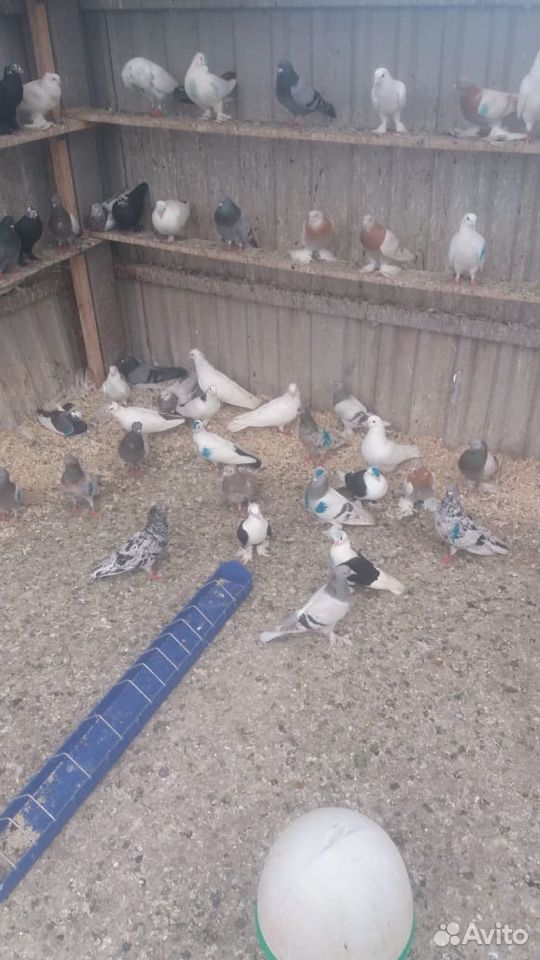 Голуби Бакинские,Краснодарские,Иранские