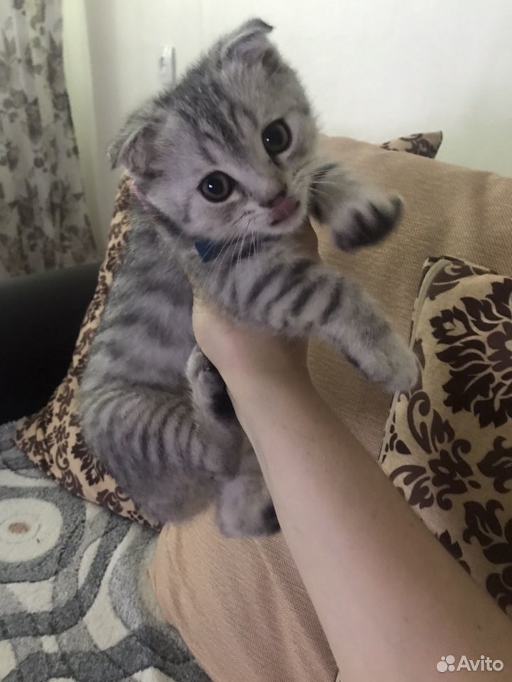 Шотландская