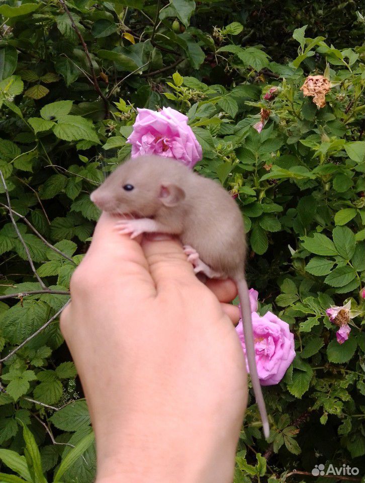 Крысята Дамбо и дамборекс