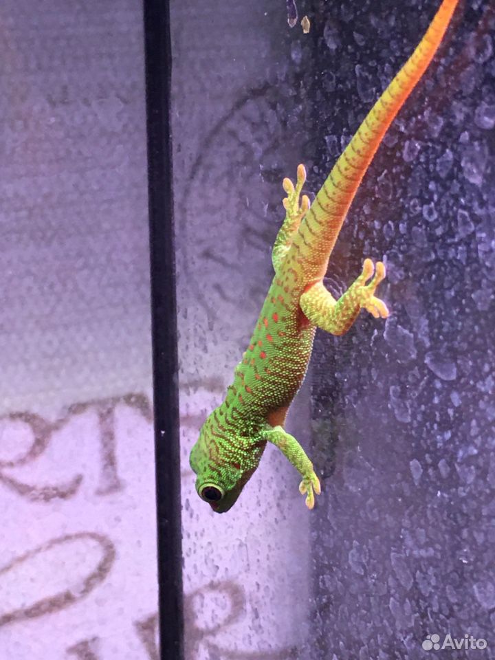 Малыш мадагаскарской фельзумы