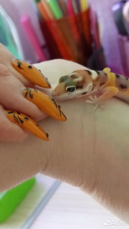 Детёныш эублефар