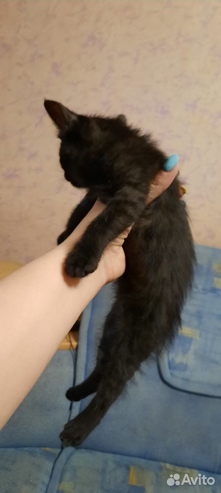 Отдам кошечку
