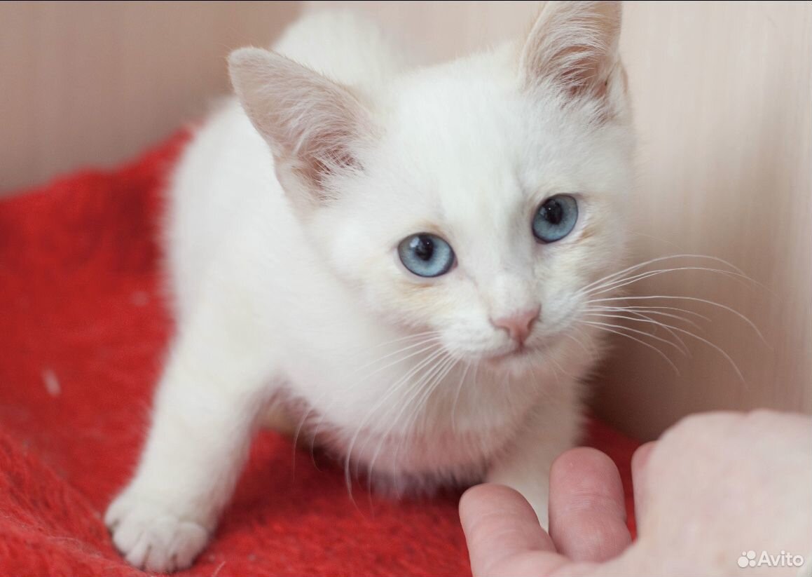 Красивые котята тайчата мальчики 2 месяца в добрые
