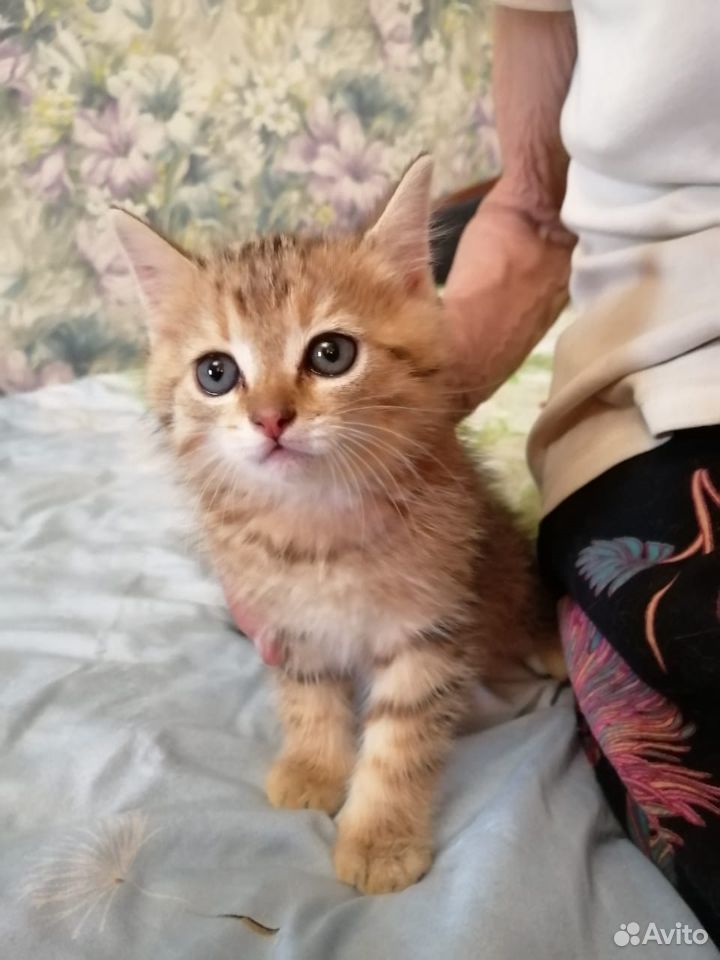 Котёнок в добрые руки