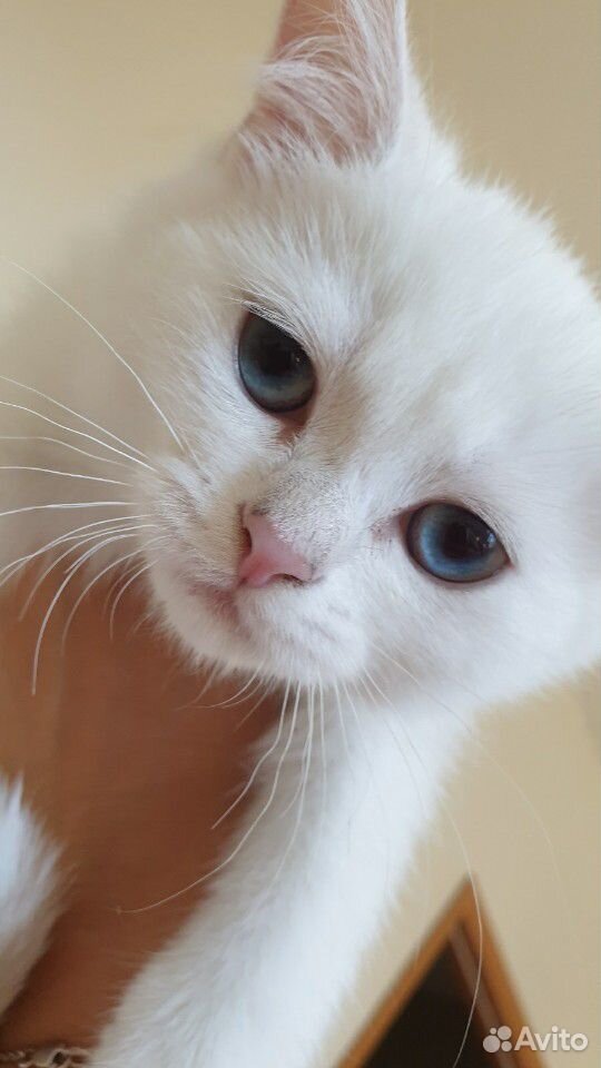 Кошечка с синими глазами