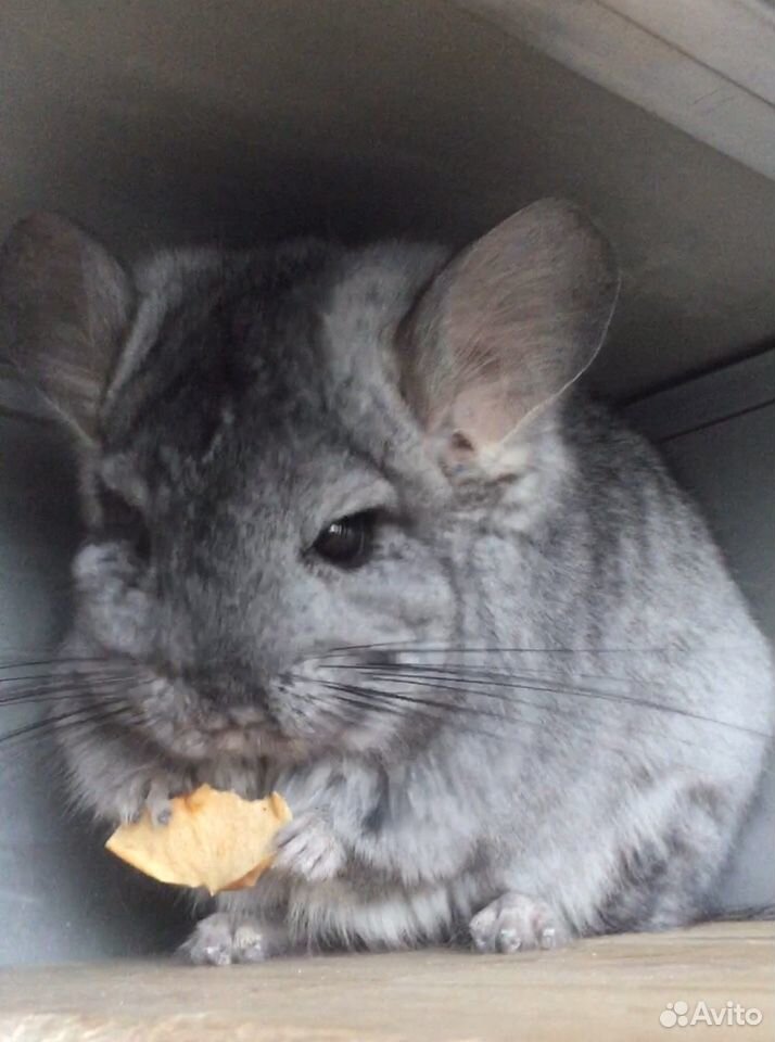 Ангорская Шиншилла