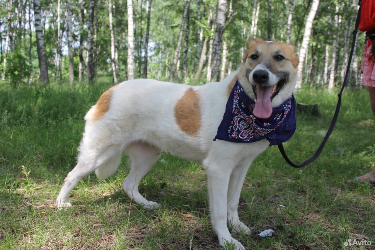 Добрая собака Розочка в добрые руки