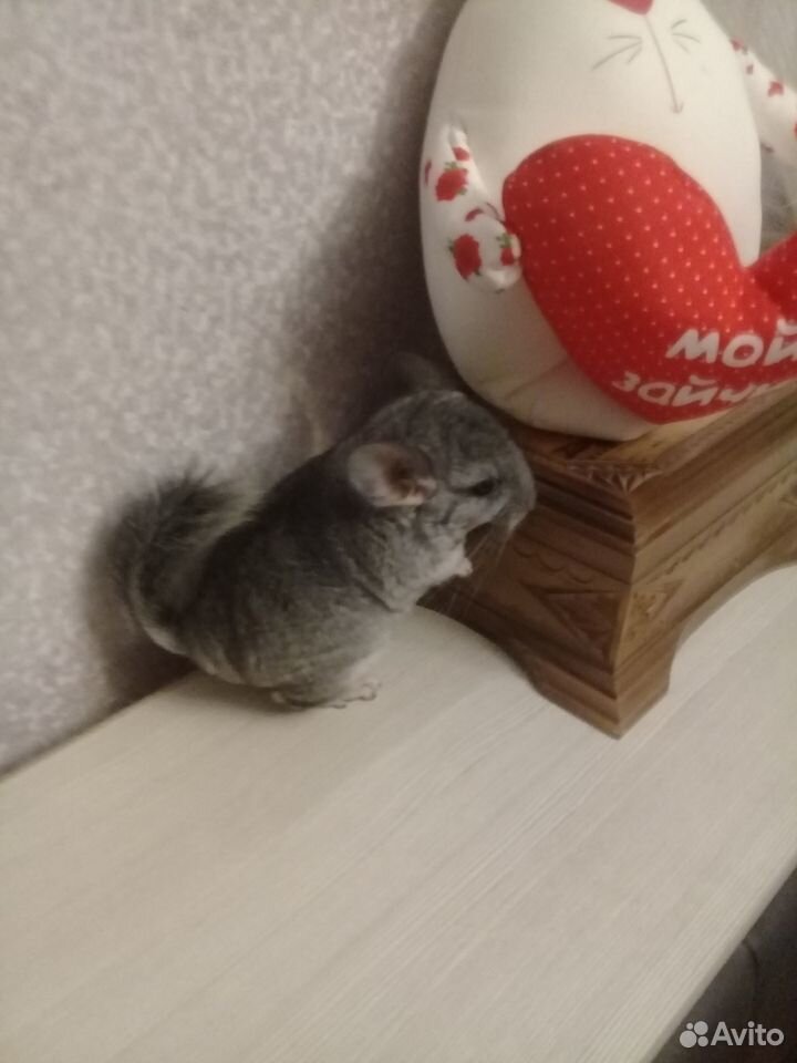 Шиншилла 2 месяца девочка