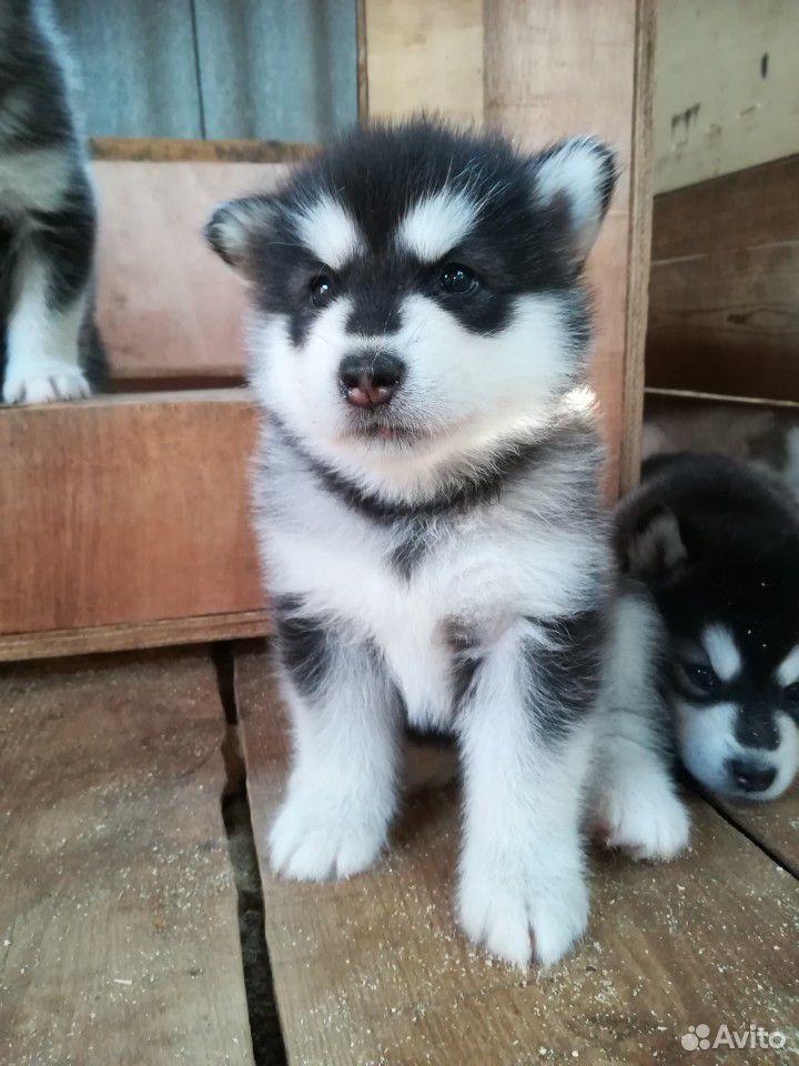 Малыши маламутики