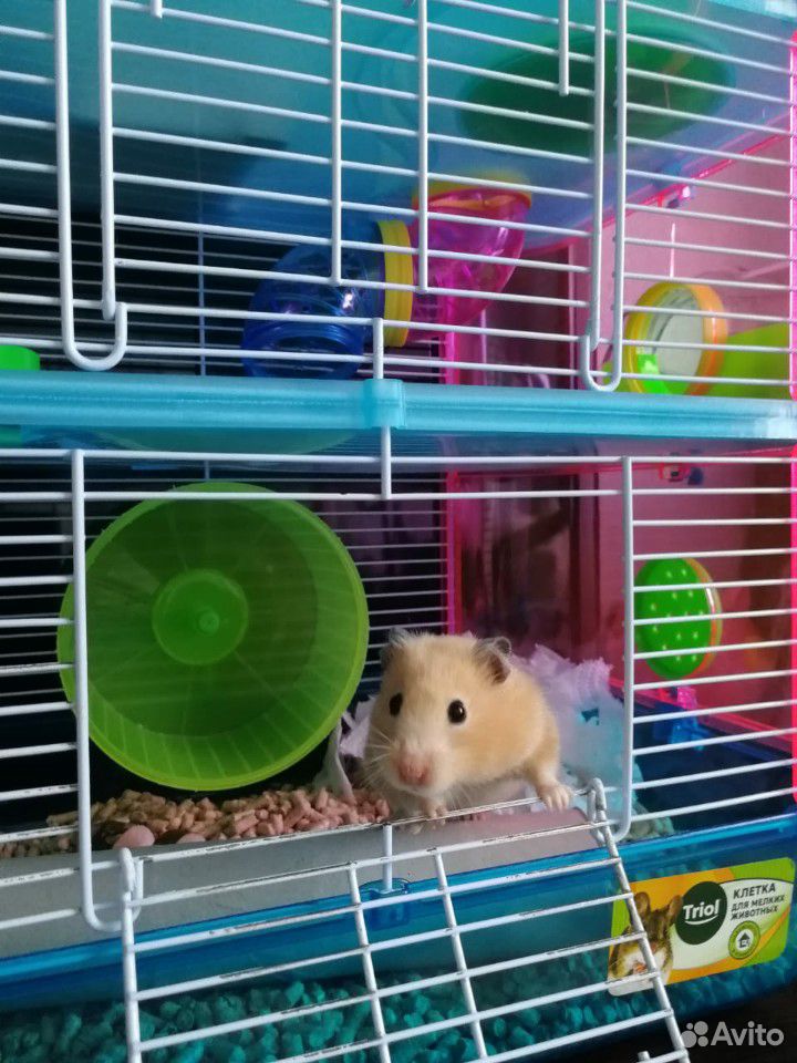 Клетка с хомяком
