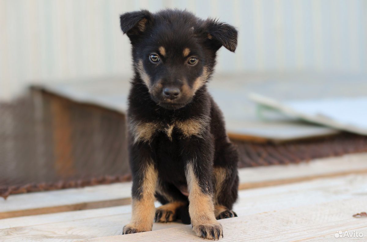 Помесь с ротвейлером в добрые руки