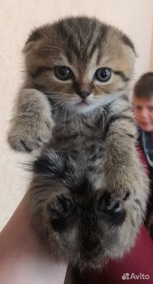 Шотландская