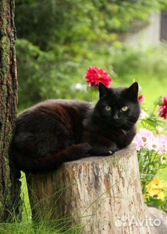 Отдам кота