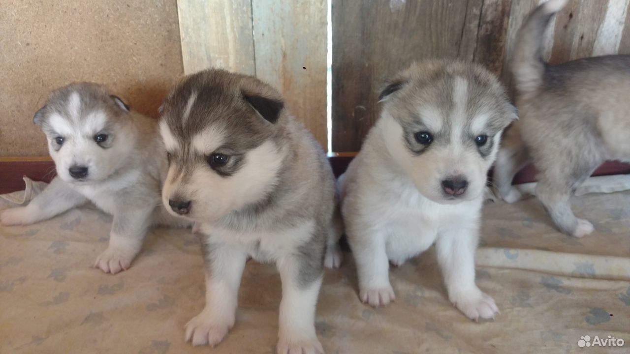 Щенки Аляскинского Маламута