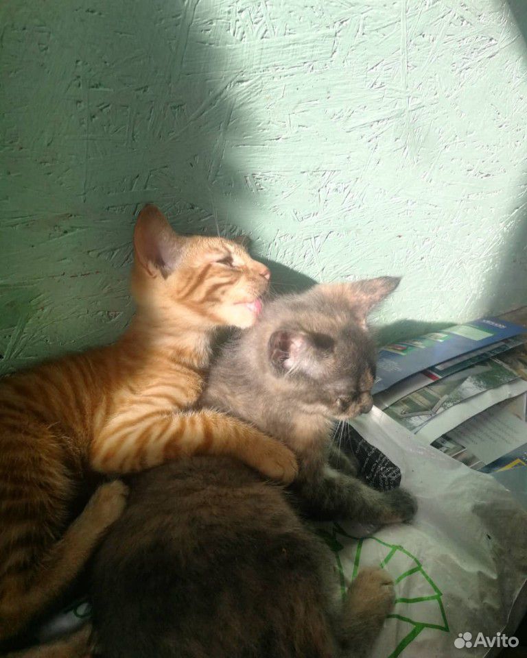 Котята Мальчик и Девочка 2.5 месяца